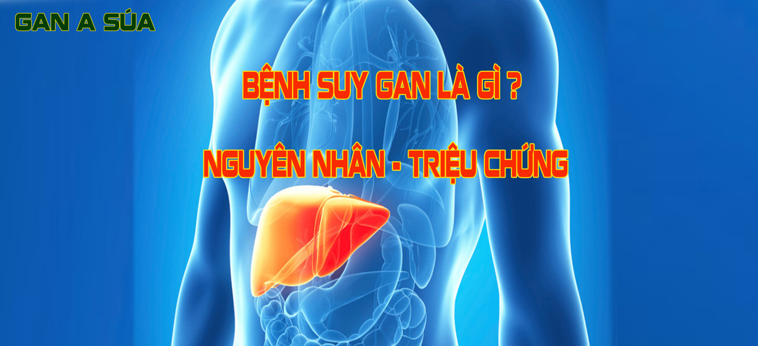 BỆNH SUY GAN LÀ GÌ? NGUYÊN NHÂN, TRIỆU CHỨNG, ĐIỀU TRỊ SUY GAN - GAN A SÚA